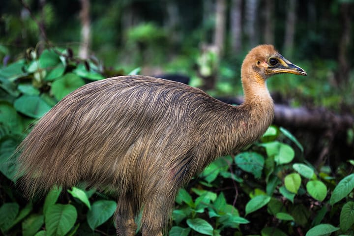 Marind di Papua occidentale palma da olio e sago