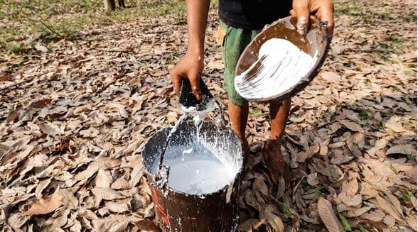 Regolamento Europeo EUDR e il caucciù nel Sud-Est Asiatico