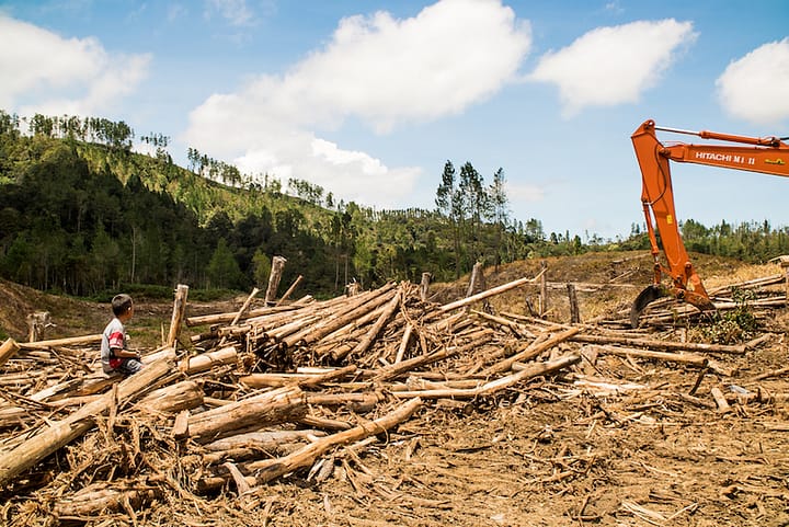 La cellulosa in fase liquida e le foreste indonesiane