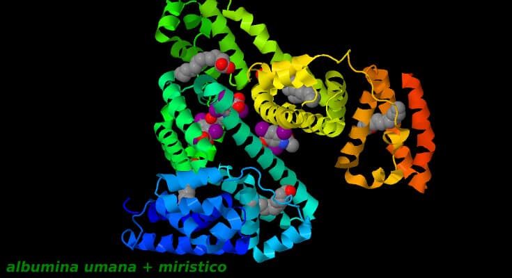 Albumina, una proteina di trasporto del sangue visualizzata 3D