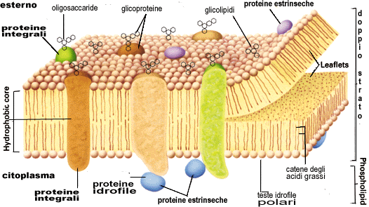 Liposomi ed il doppio strato lipidico