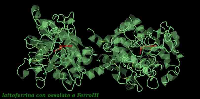 Lattoferrina dal trasporto del ferro al sistema immunitario